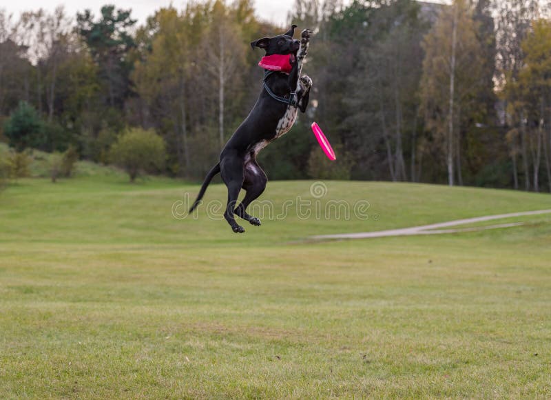 Black Dog is Playing. Try To Catch a Toy. Stock Image - Image of face ...