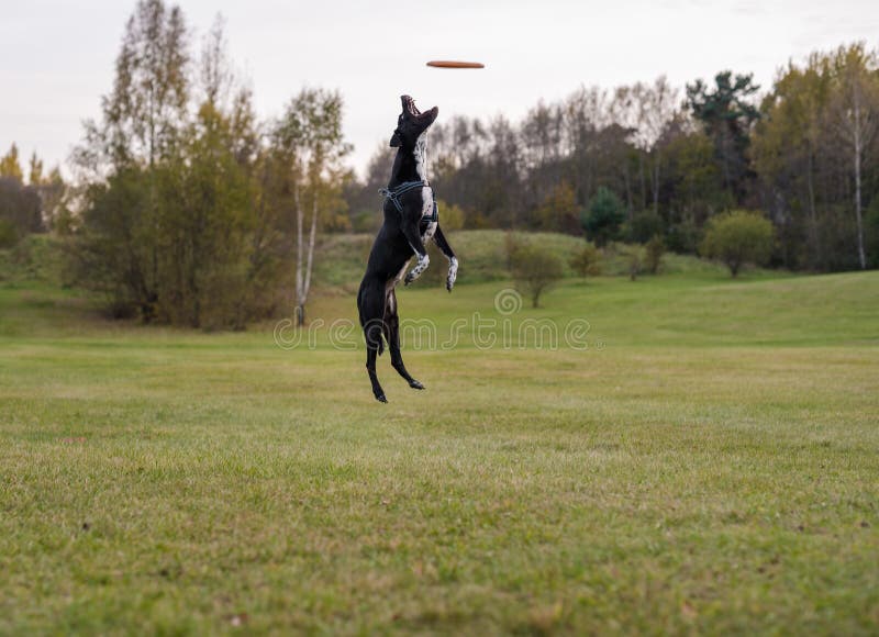 Black Dog is Playing. Try To Catch a Toy. Stock Image - Image of ...