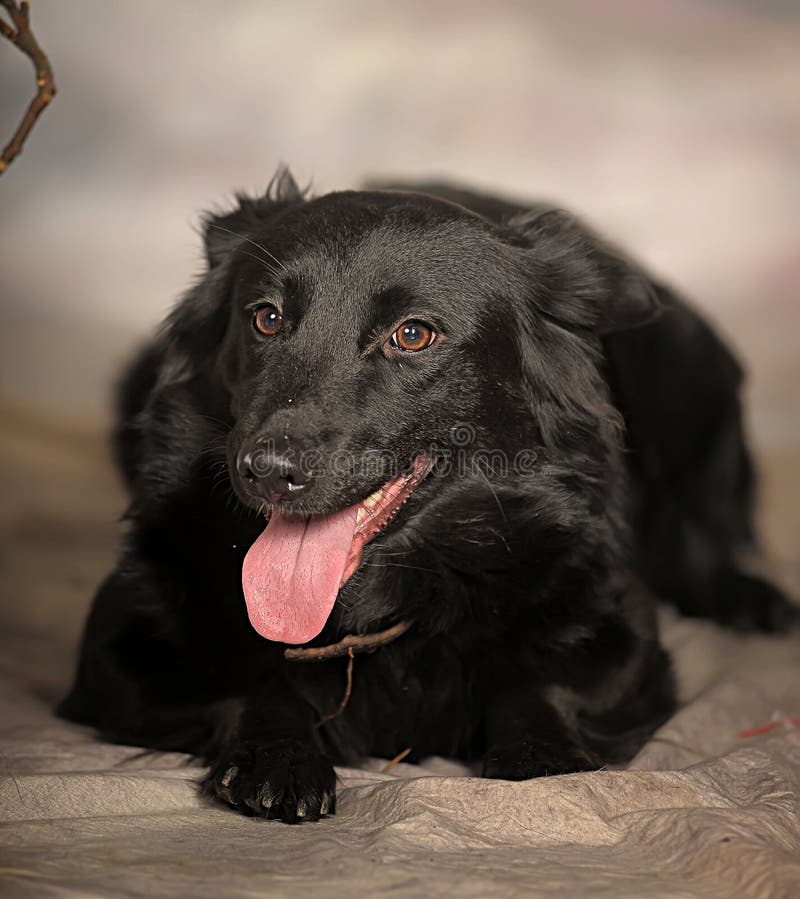 Black dog pooch stock photo. Image of eyes, emotion, cute - 39053124