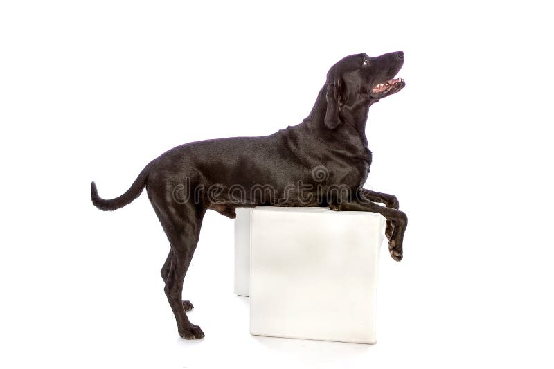Black dog in profile side stock photo. Image of isolated - 89396746