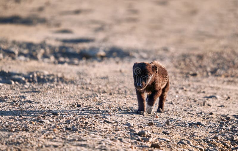 Black Dog Puppy on the Ground Stock Image - Image of outdoors, looking ...