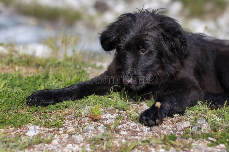 Black Dog Puppy Lying Down on Grass Stock Image - Image of nature ...