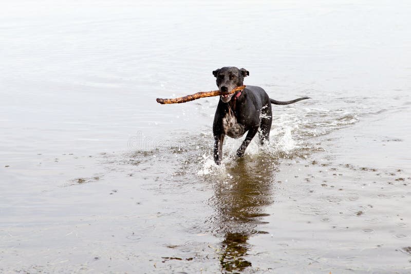 Black Dog Retrieving Stick in Water Stock Image - Image of domestic ...
