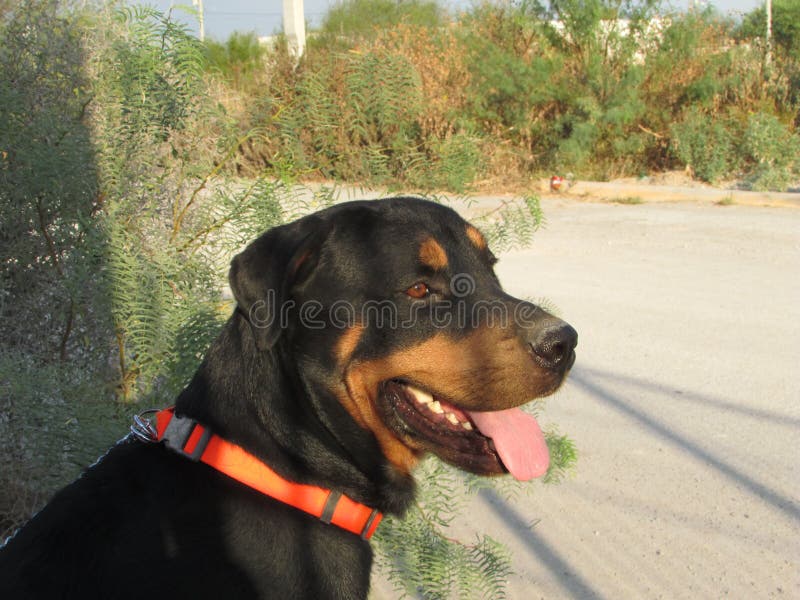 Black dog stock photo. Image of nice, ride, morning, enjoying - 67262218