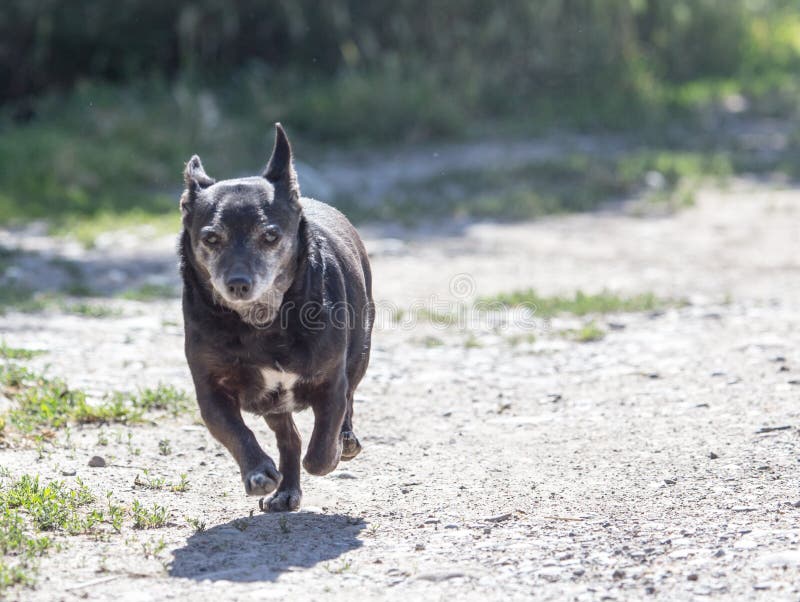 Black dog on the run stock image. Image of happy, portrait - 105979329