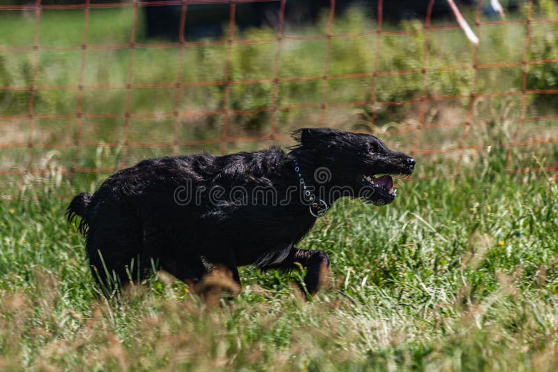Black Dog Running Across the Meadow on Lure Coursing Competition Stock ...