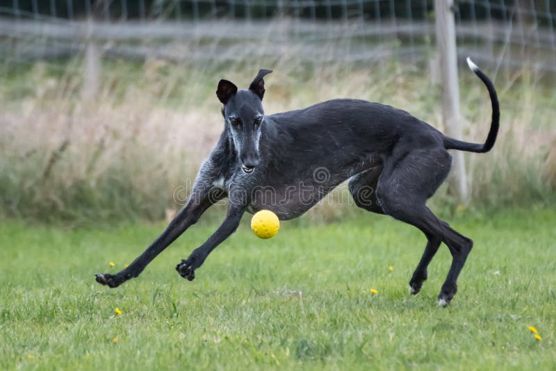 Running black sighthound stock image. Image of greyhound - 134321483