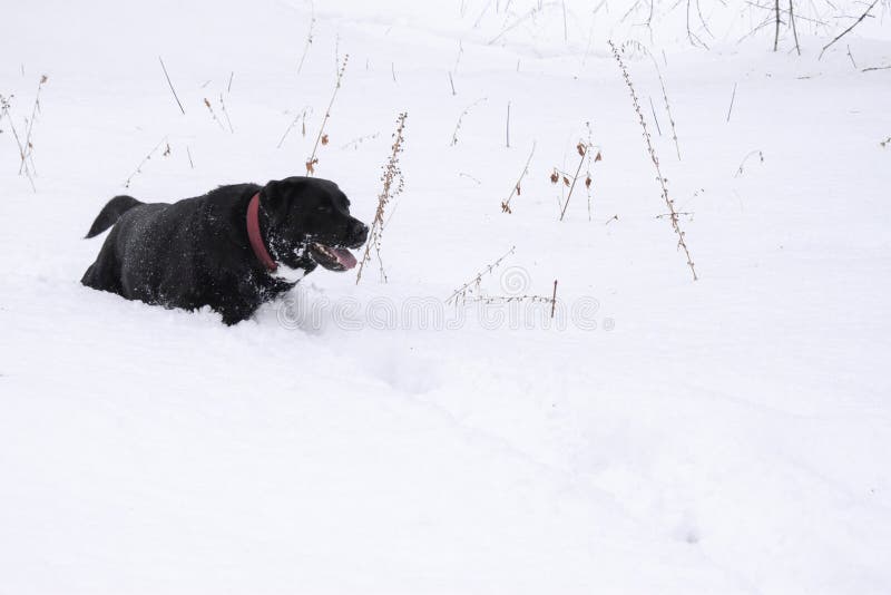 A Black Dog is Running through a Deep Snow Towards the Camera Stock ...