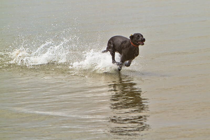 Black Dog Running Fast in Ocean Water Stock Image - Image of action ...