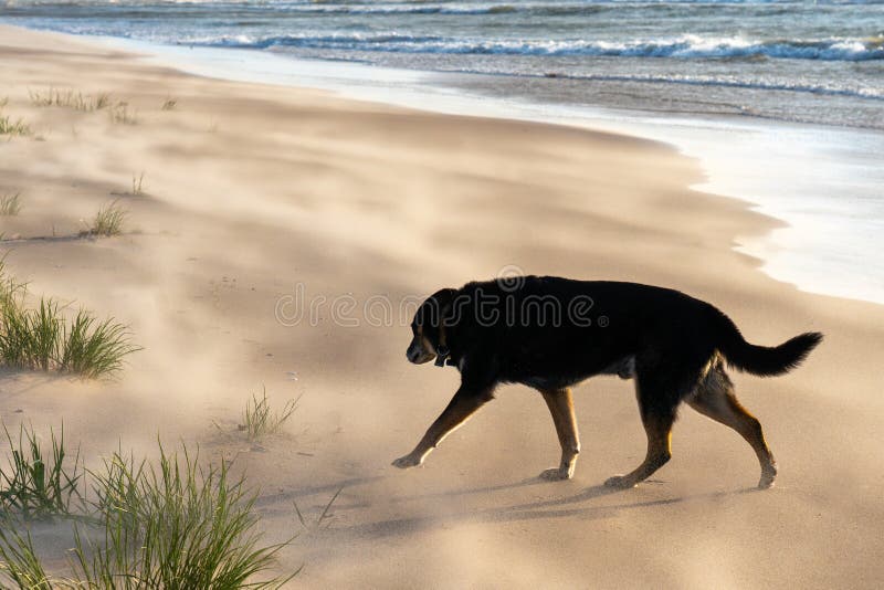 Unsupervised Pet Stock Photos - Free & Royalty-Free Stock Photos from ...