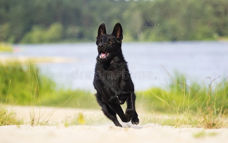 Black Dog Runs Along the River Bank Stock Photo - Image of cute, sports ...
