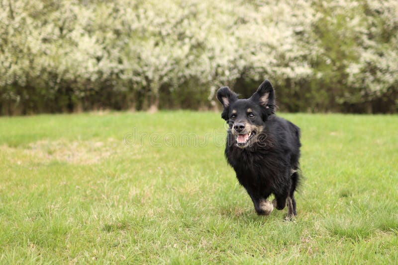 A Black Dog Runs in a Meadow. in the Background are Blooming Trees ...