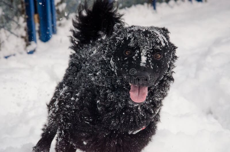 A black dog in the snow stock photo. Image of black - 111011072