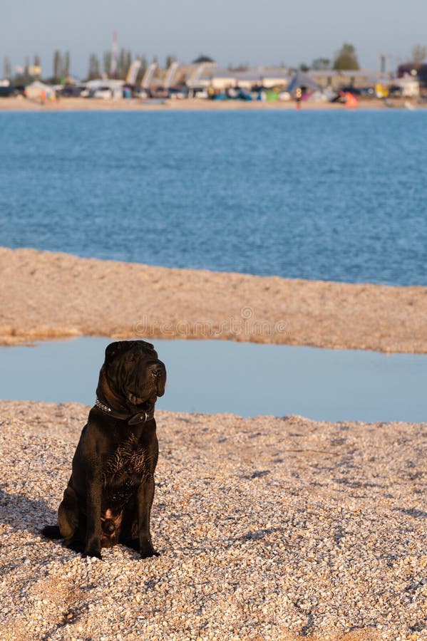 Black dog stock photo. Image of blue, sunset, beach, standing - 31279482