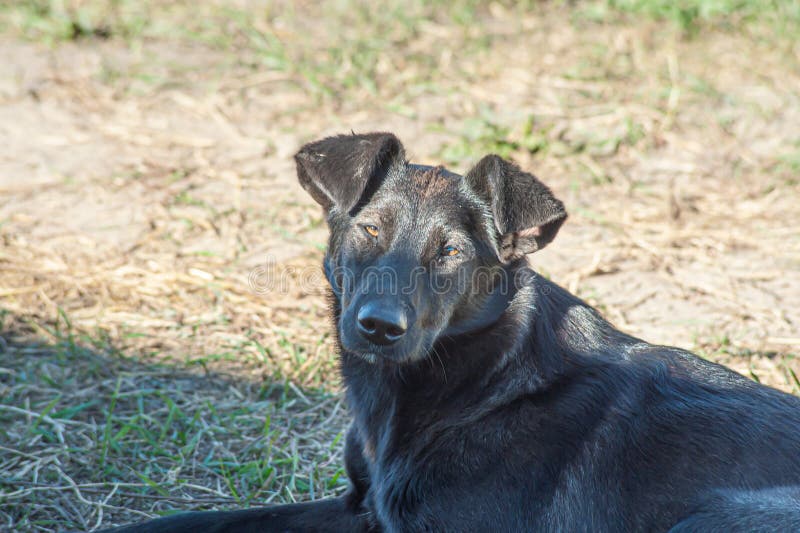 A Black Dog Setting on Road. Indian Street Dog. Stock Photo - Image of ...