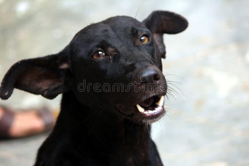 450 Black Dog Showing Teeth Stock Photos - Free & Royalty-Free Stock ...