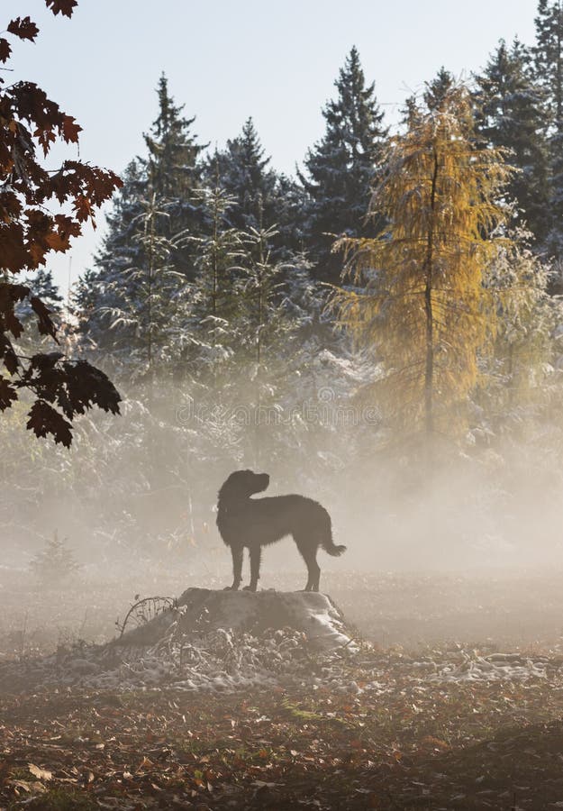 Black Dog Sitting in Autumn Forest Stock Photo - Image of alone ...