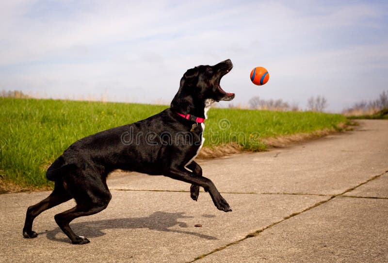 Black Dog Snapping at Orange Ball in Mid Air Stock Image - Image of ...