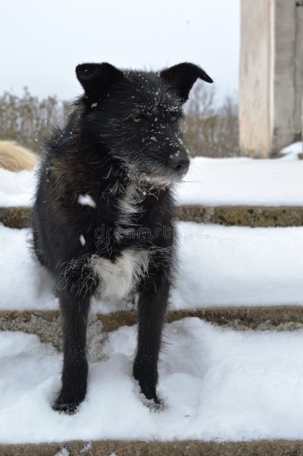 Black dog on snow stock image. Image of snow, eyes, nature - 111791925