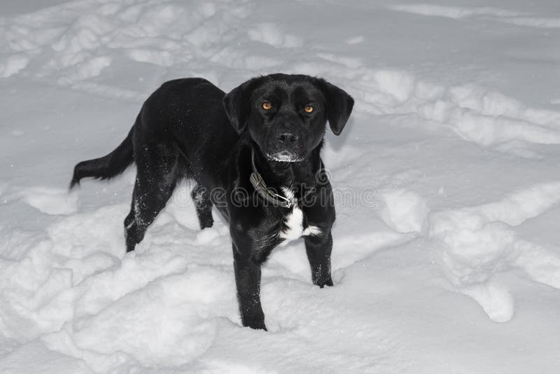 Black dog in the snow stock photo. Image of childrens - 106301550