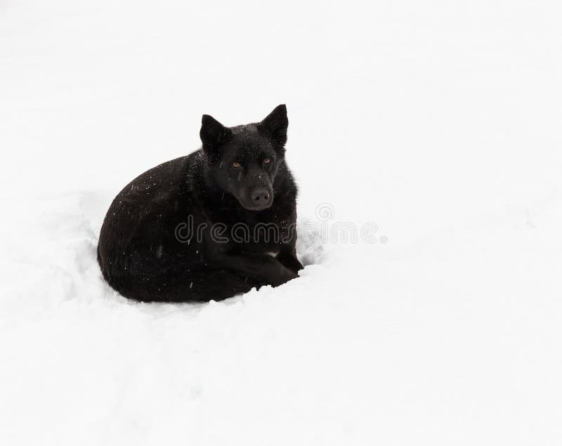 Black dog in the snow stock image. Image of environment - 67212393