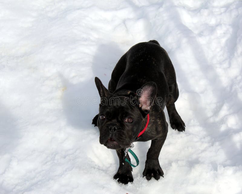 Black dog on the snow stock photo. Image of shadow, snow - 87546254