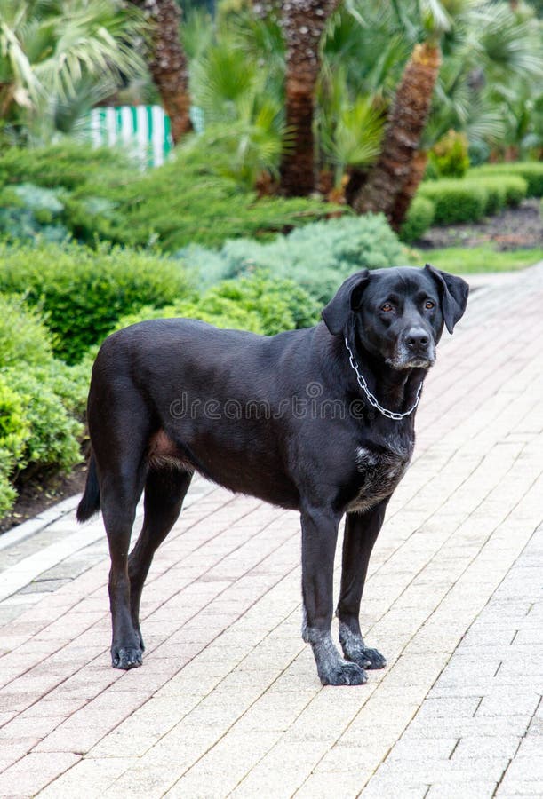 A Black Dog is Standing on a Brick Walkway Stock Photo - Image of brick ...