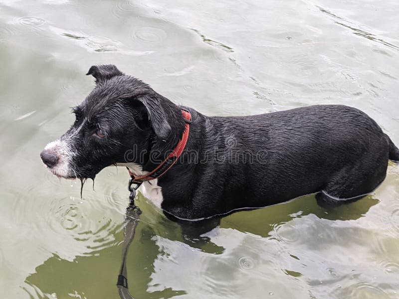 Black Dog Standing in Shallow Water Stock Image - Image of wildlife ...