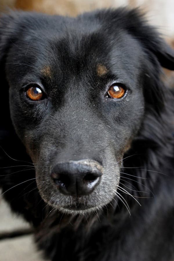 Black Dog stock image. Image of animal, street, puppy - 228549833