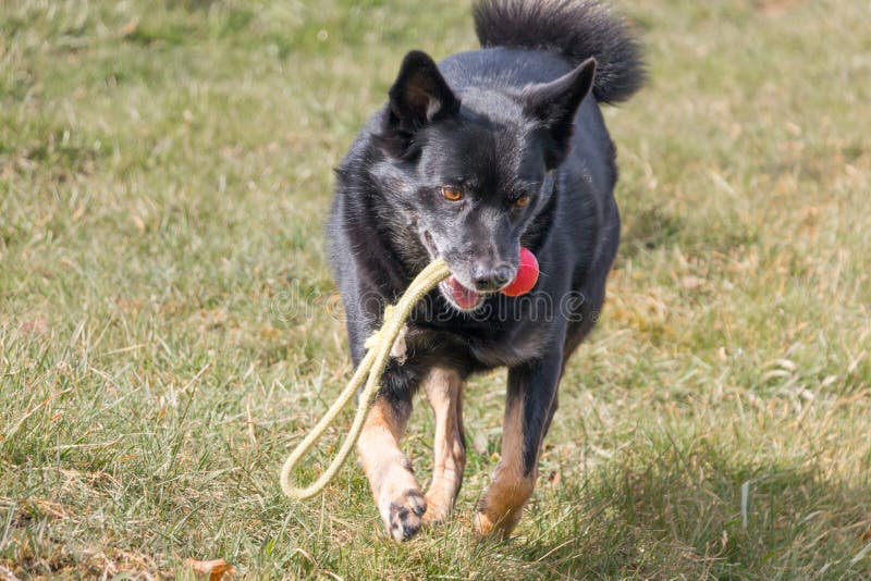 Black Dog with Toy stock photo. Image of little, animal - 39597498