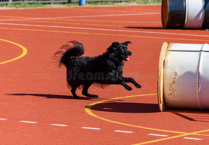 Black Dog Training for Search and Rescue Operations Stock Image - Image ...