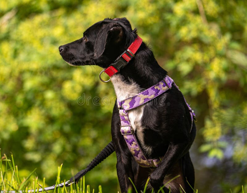 Black dog of unknown breed stock image. Image of tree - 260309849