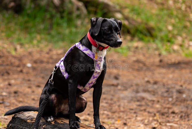 Black Dog of Unknown Breed Standing Stock Photo - Image of animal ...