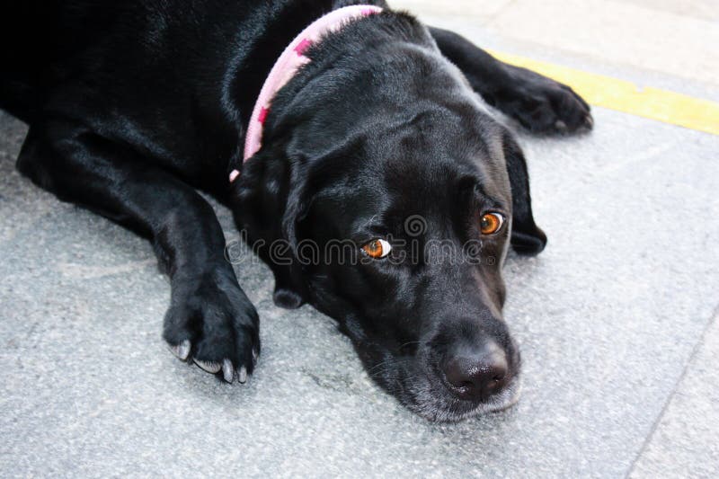 Black Labrador Newspaper Stock Photos - Free & Royalty-Free Stock ...