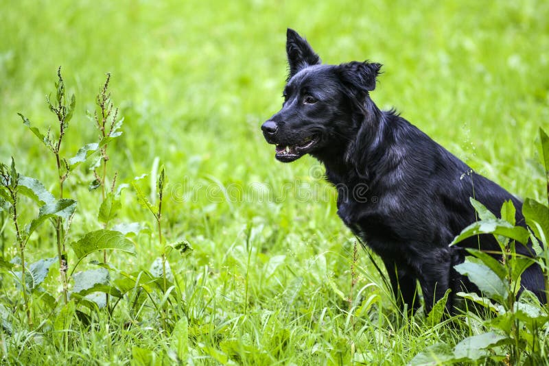 Black Dog on a Walk in the Forest. Stock Image - Image of breed, meadow ...