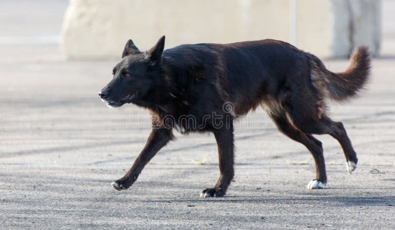 A Black Dog is Walking on a Sidewalk Stock Photo - Image of black ...