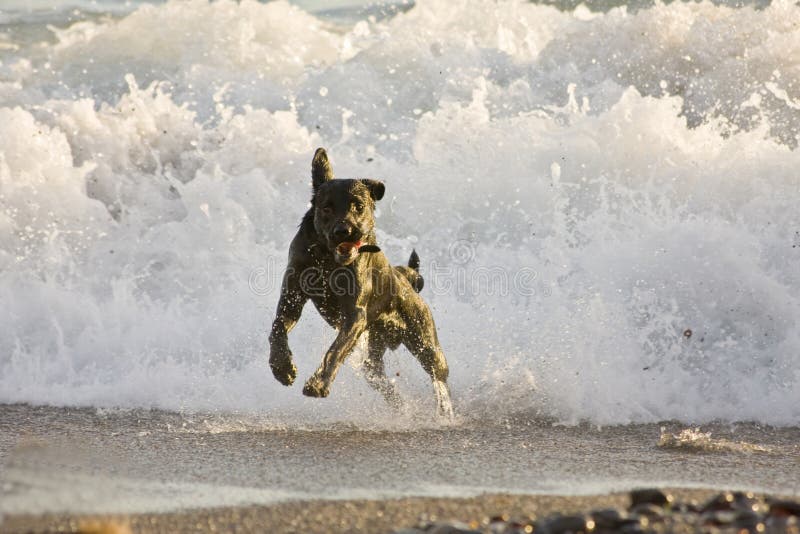The Black Dog and the Waves Stock Image - Image of happy, running: 7647397