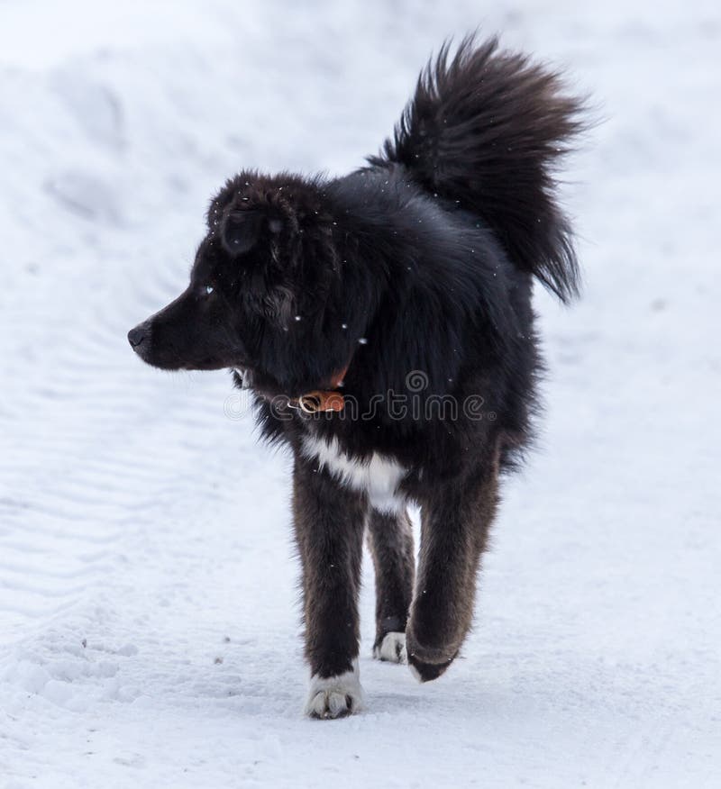 Black Dog on White Snow in Winter Stock Photo - Image of funny, happy ...