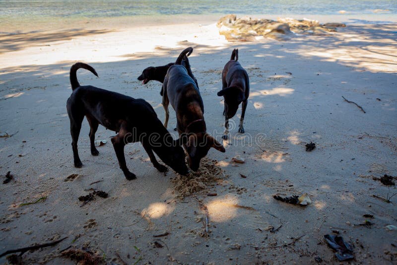 Black Dogs Playing on the Beach Stock Image - Image of summer, sand ...