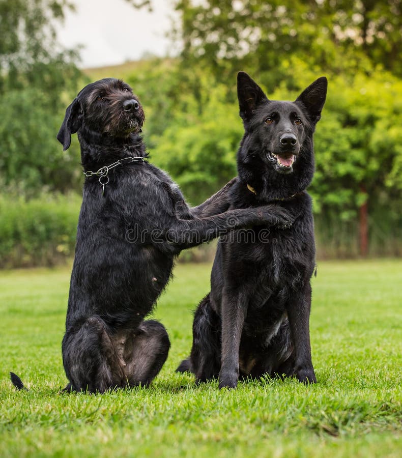 Black Dogs Posing Together. Stock Image - Image of colorful, bright ...