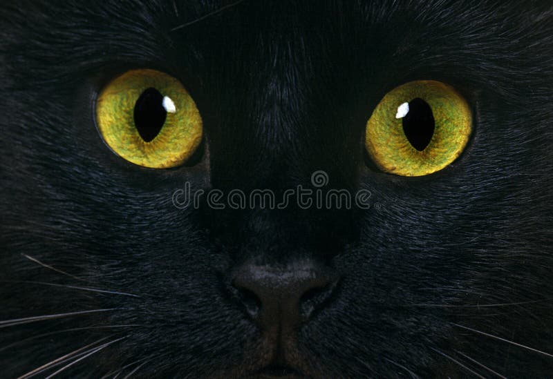 Black Domestic Cat, Close Up of Eyes Stock Photo - Image of animals ...