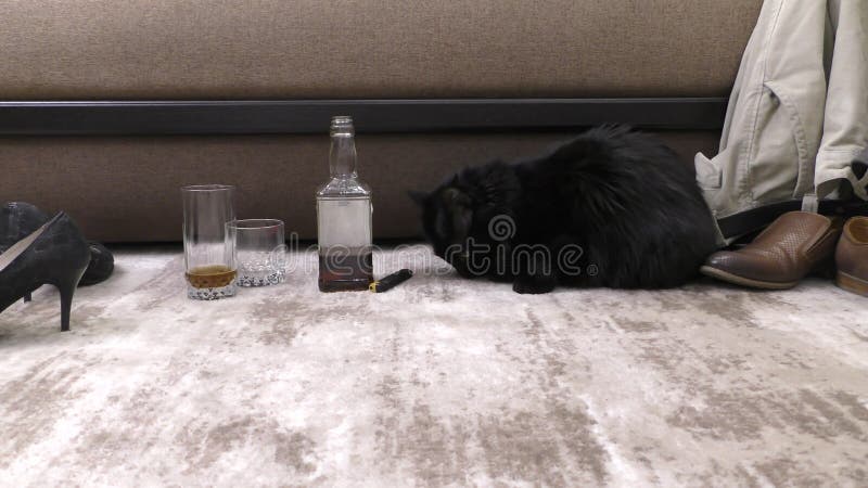 Black Domestic Cat Sniffs Alcohol. Stock Footage - Video of glass ...