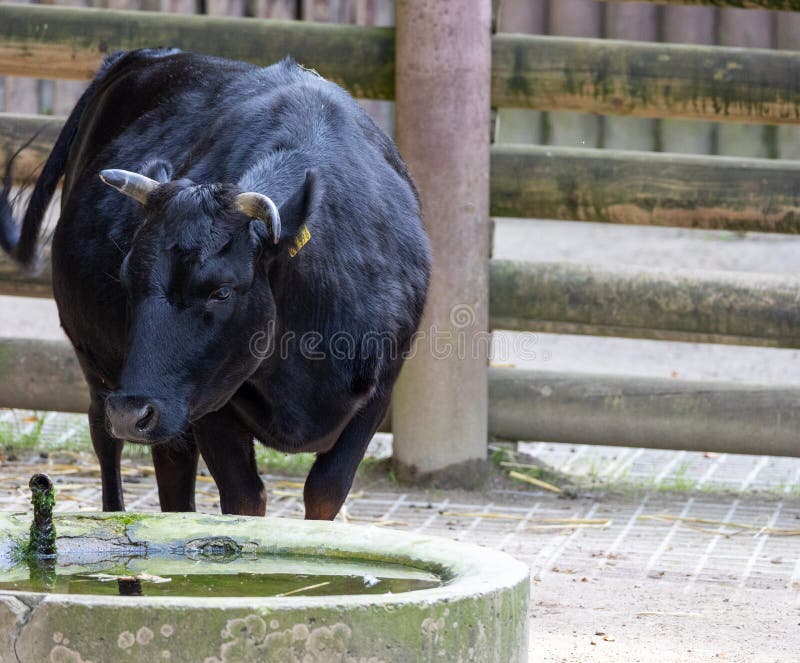 Black Domestic Cattle: Close-up of a Cow in the Enclosure Stock Photo ...