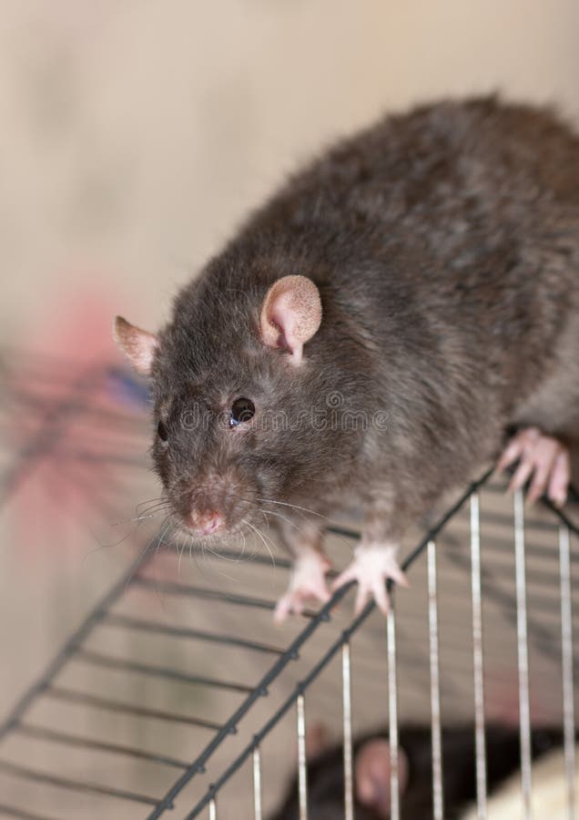 The black domestic rat stock image. Image of wire, close - 20374201
