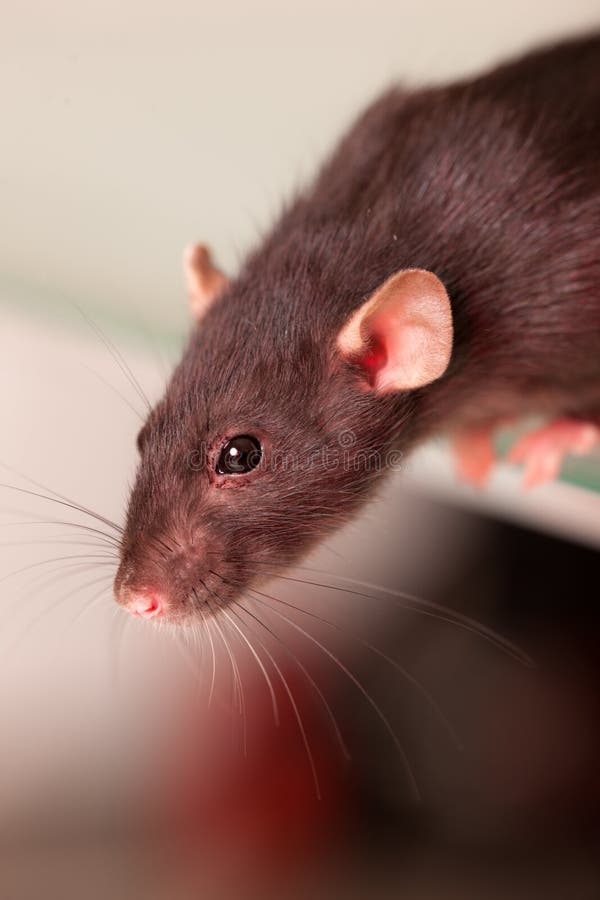 Black domestic rat stock image. Image of whisker, fluffy - 37869857