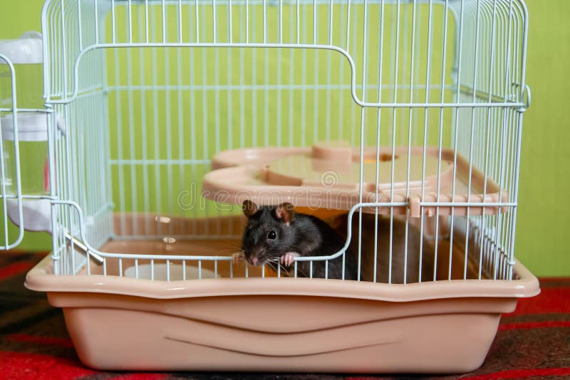 A Black, Domestic Rat of Black Color Has Stuck Out of an Open Cage and ...