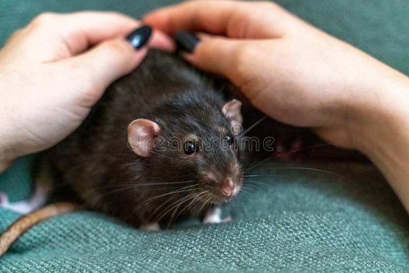 Black Domestic Rat Dumbo in Female Hands. Stock Photo - Image of ...