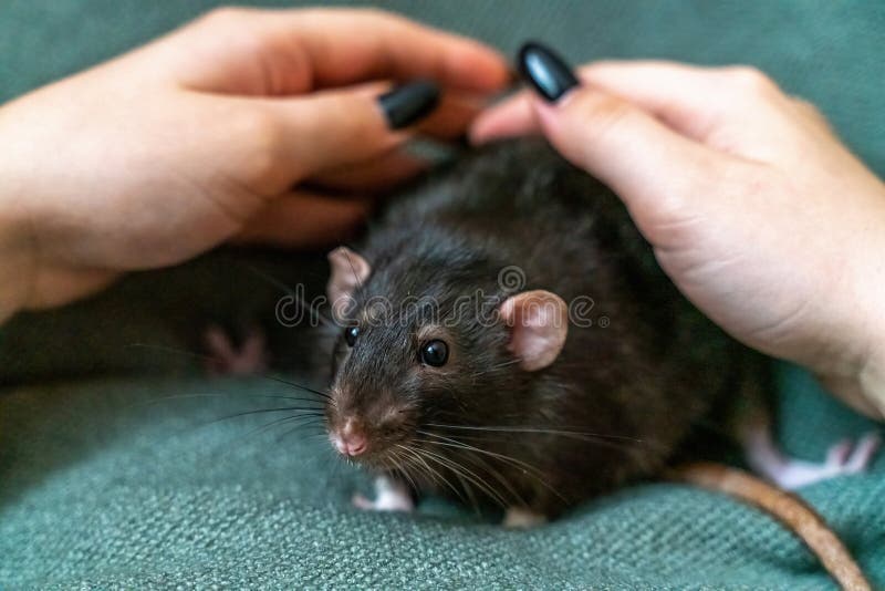 Black Domestic Rat Dumbo in Female Hands. Stock Image - Image of dumbo ...