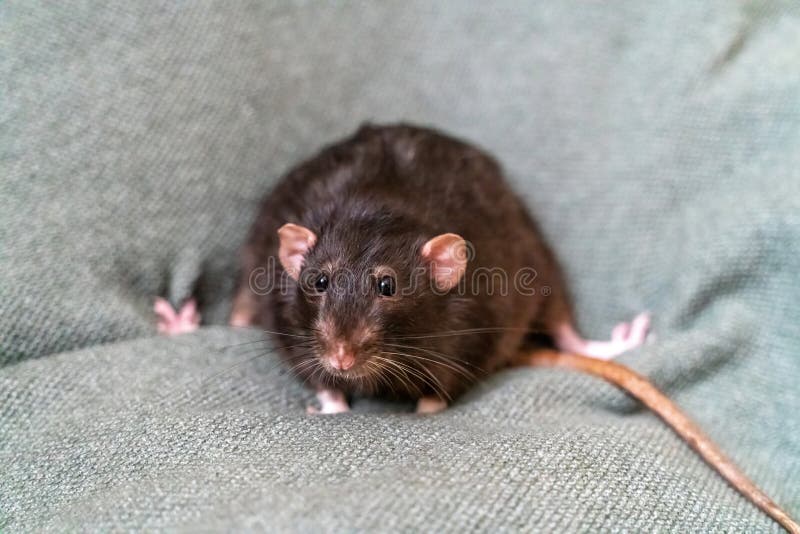 Black Domestic Rat Dumbo in Female Hands. Stock Image - Image of dumbo ...