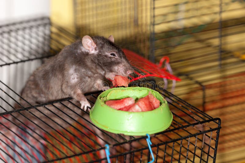 Black Domestic Rat Eating Watermelon Stock Image - Image of pretty ...